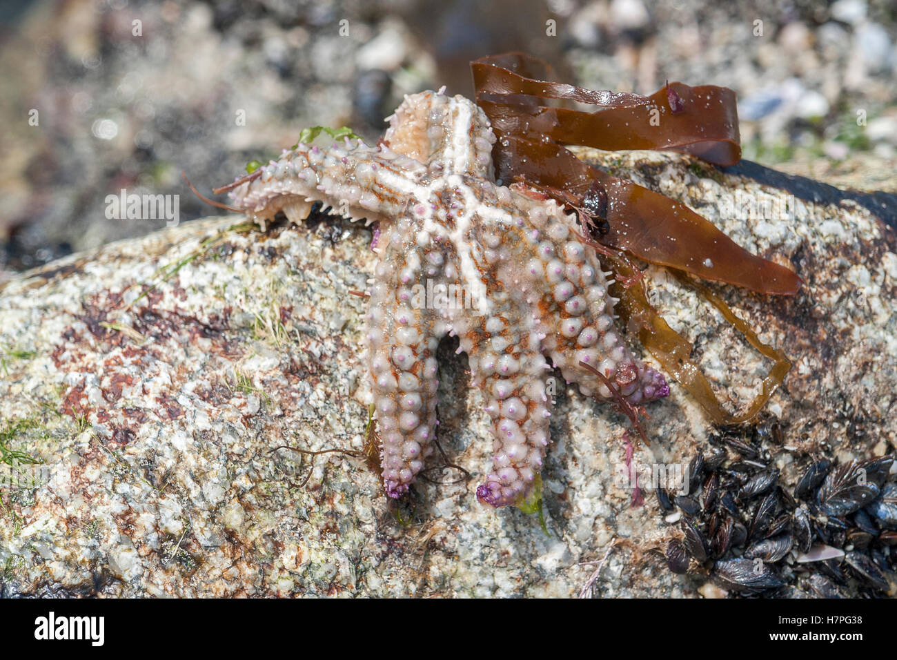 ebb tide scenery including a starfish on rock formation seen in ...