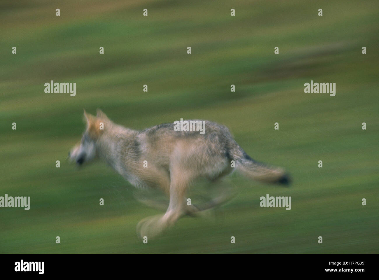 Timber Wolf (Canis lupus) running in summer, Denali National Park and ...