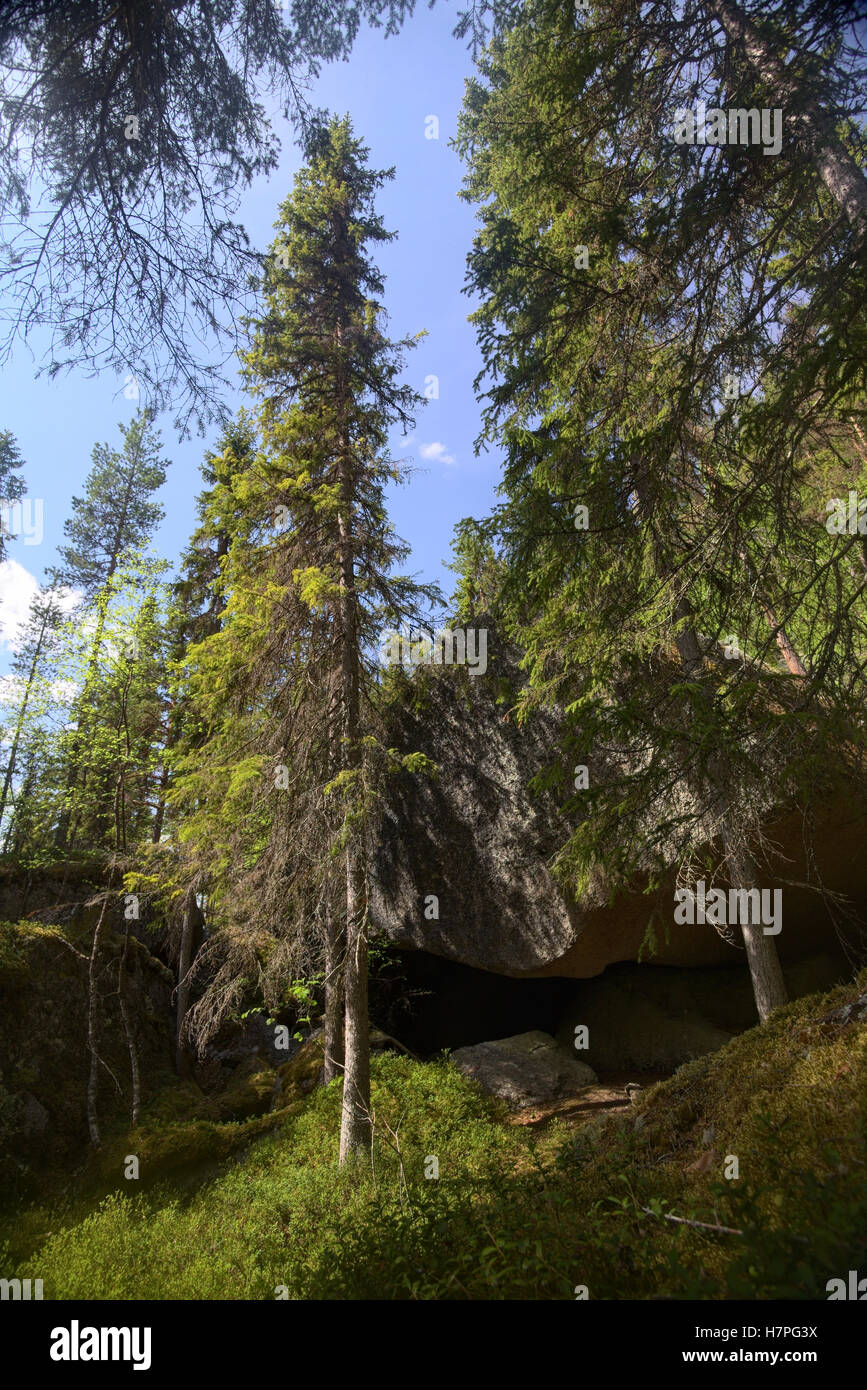 Big rock in a Swedish conifer forest Stock Photo - Alamy