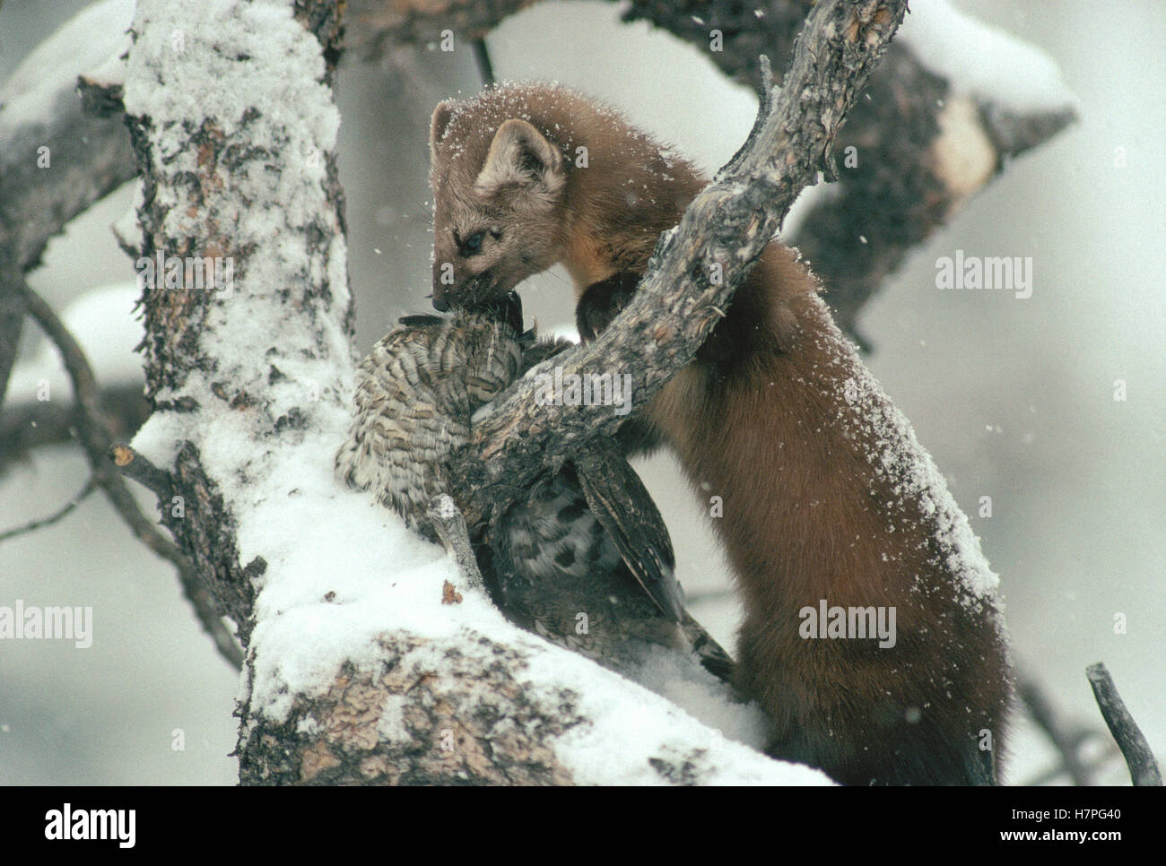 American Marten (Martes americana) in tree with captured Ruffed Grouse ...