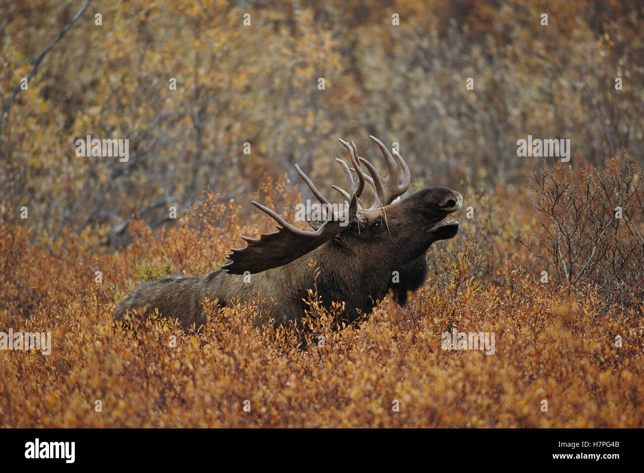 Alaska Moose (Alces alces gigas) bull bugling during rutting season in ...