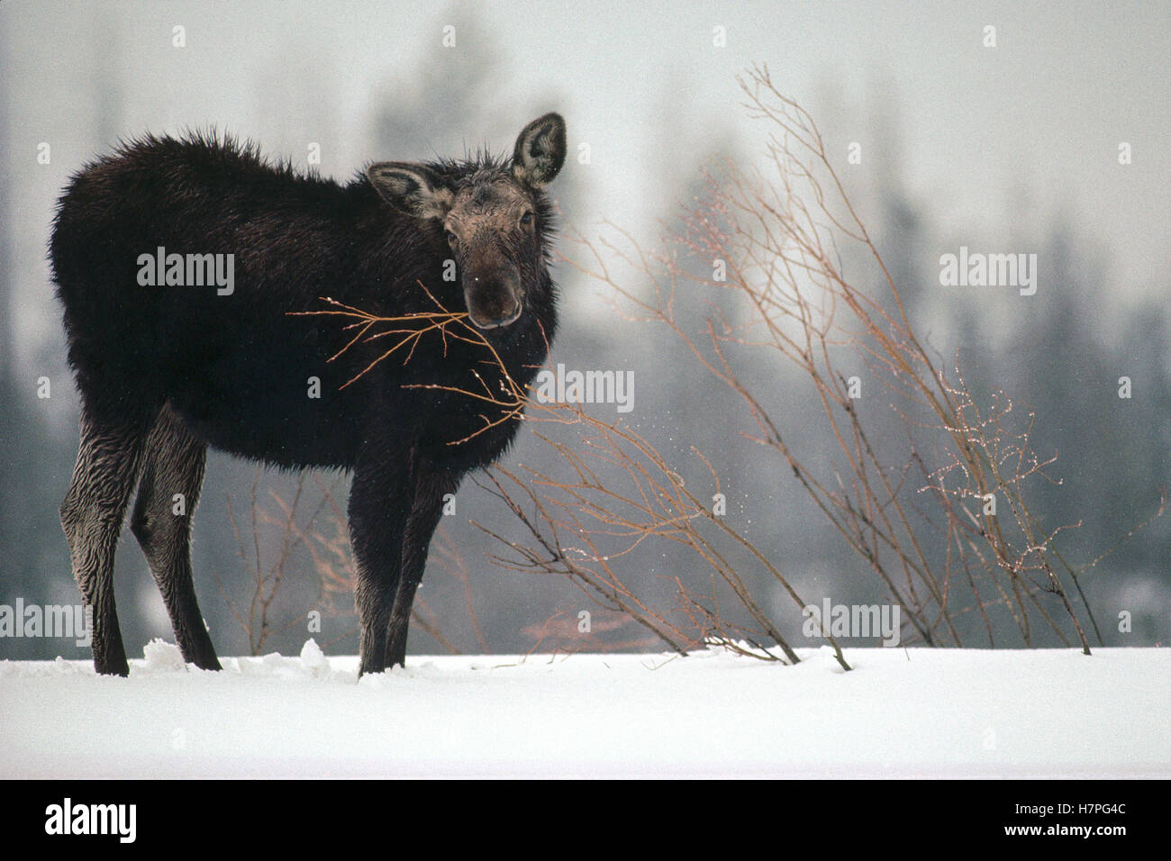Moose (Alces alces shirasi) cow feeding on a willow branch in the ...