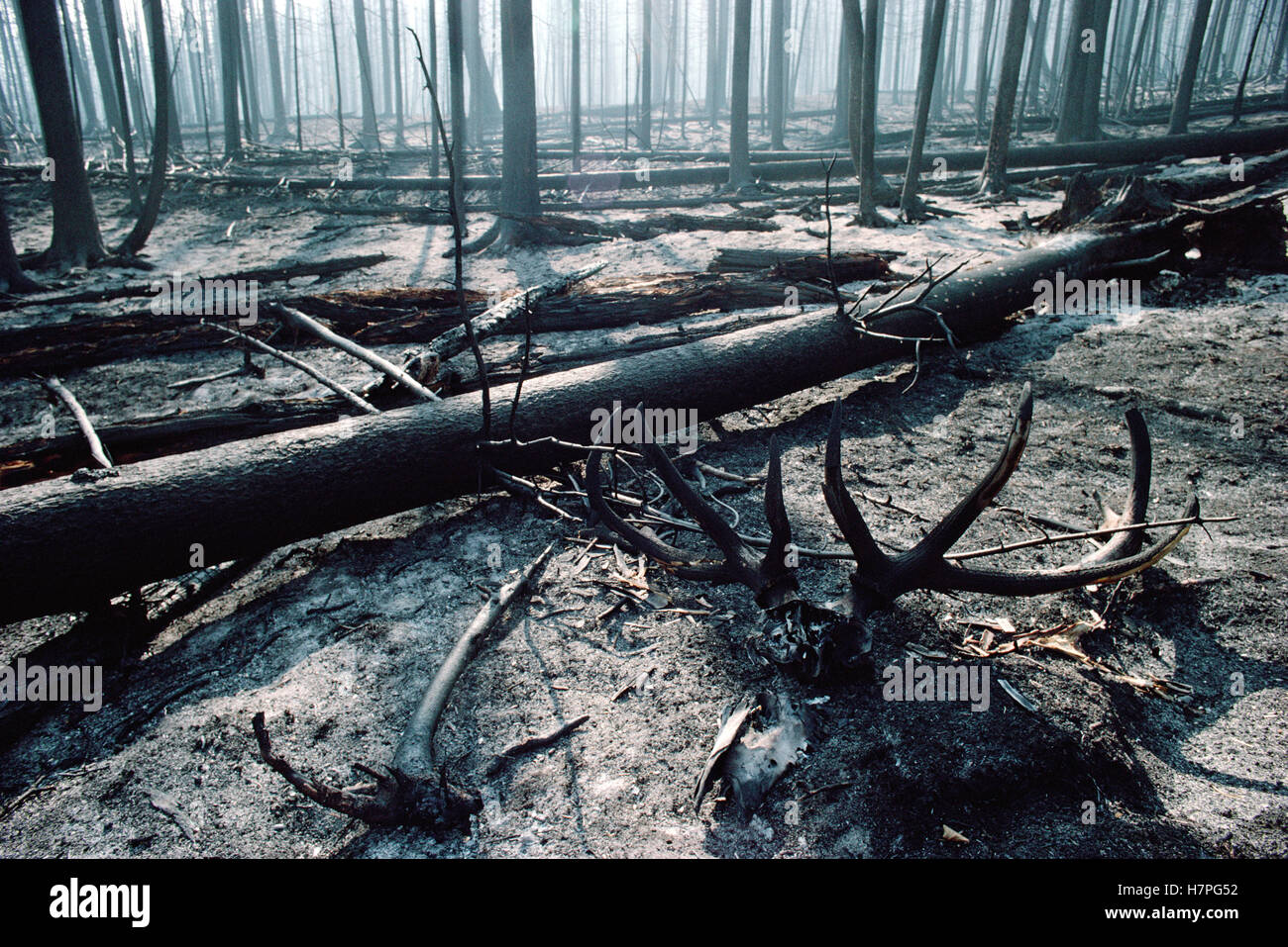 Elk (Cervus elaphus) skull burned by Yellowstone fire, Yellowstone ...
