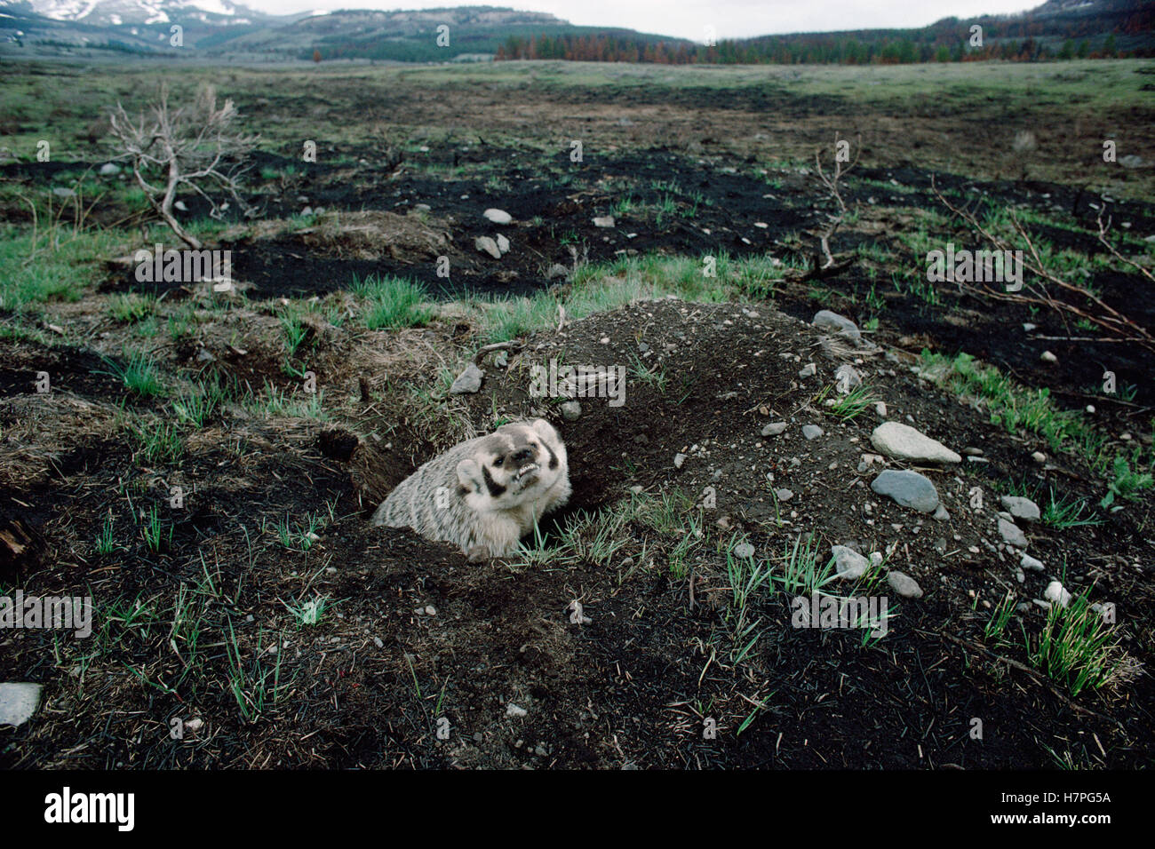American Badger (Taxidea taxus) and new growth in meadow, burned by ...