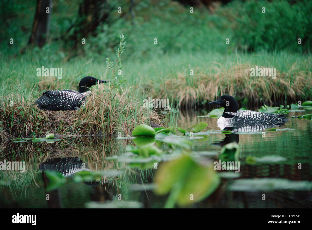 Common Loon (Gavia immer) couple nesting, Wyoming Stock Photo - Alamy