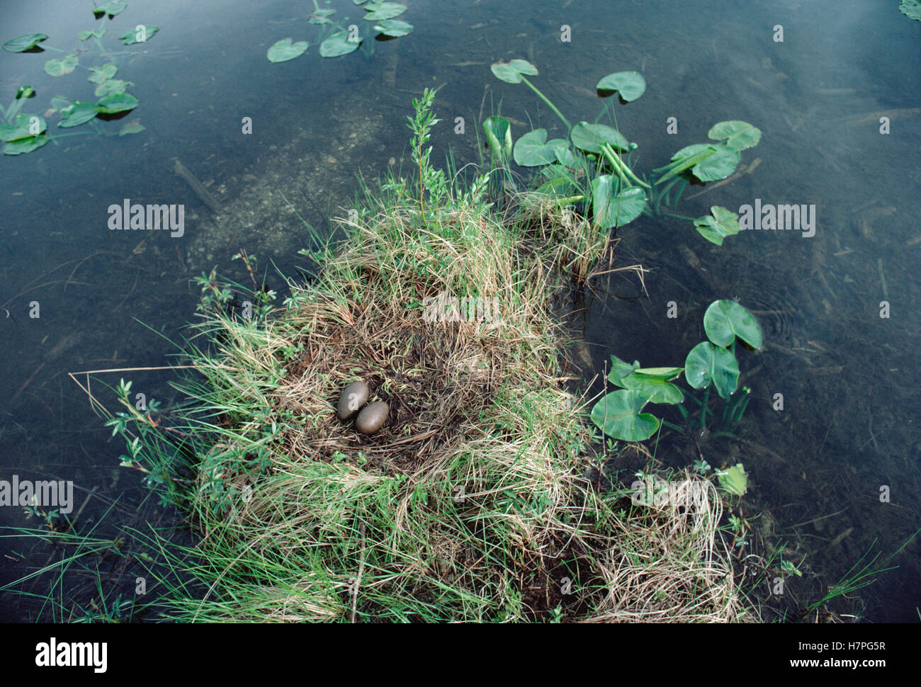 Common Loon (Gavia immer) nest overhead view of a typical clutch of two ...