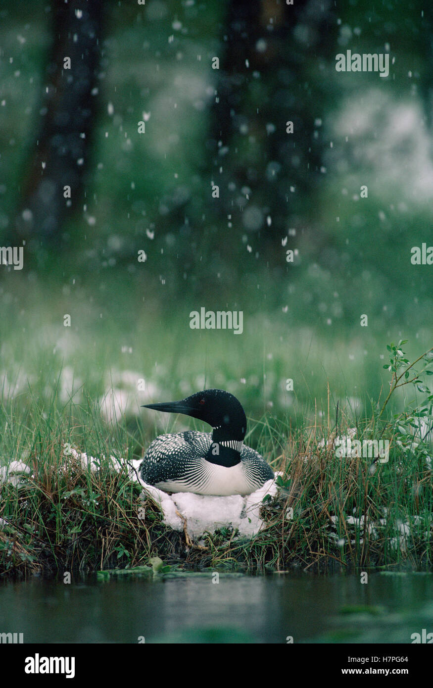 Common Loon (Gavia immer) parent incubating its clutch undeterred by a ...