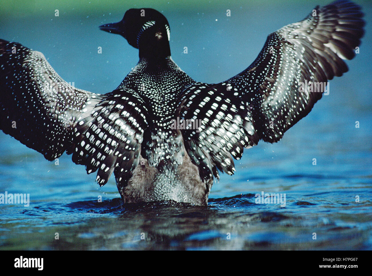 Common Loon (Gavia immer) adult in breeding plumage shaking water from ...