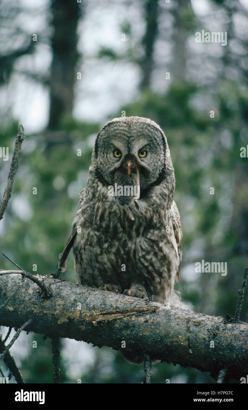 Great Gray Owl (Strix nebulosa) male perching in tree with captured ...