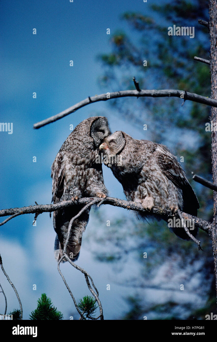 Great Gray Owl (Strix nebulosa) couple allopreening during courtship ...