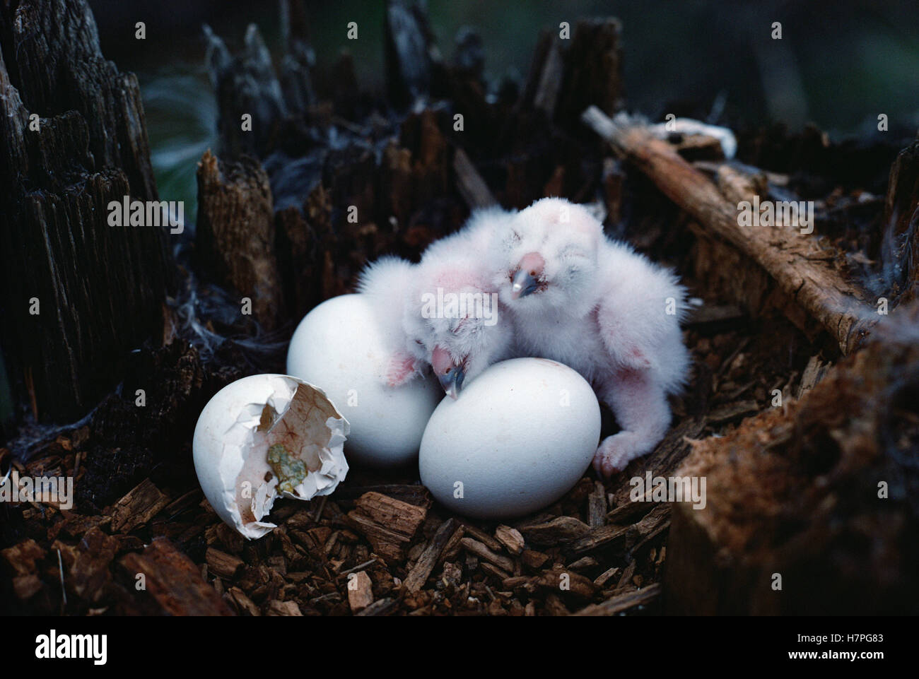 Great Gray Owl (Strix nebulosa) one day old chicks in nest with two ...