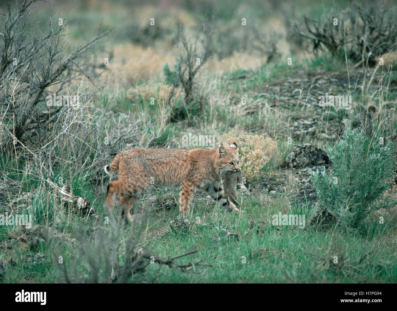 Bobcat (Lynx rufus) carrying prey in the summer, Idaho Stock Photo - Alamy