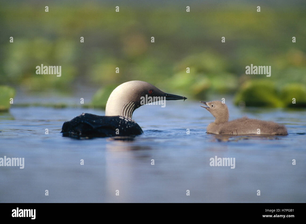 Pacific Loon (Gavia pacifica) parent and chick, North America Stock ...