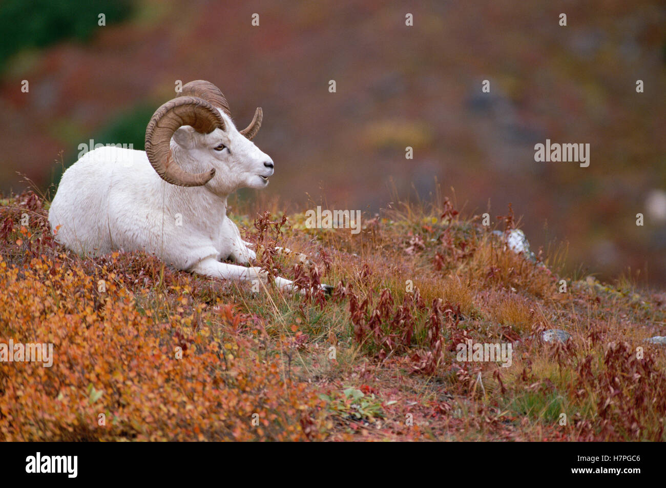 Dall's Sheep (Ovis dalli) male resting on a hillside covered with ...