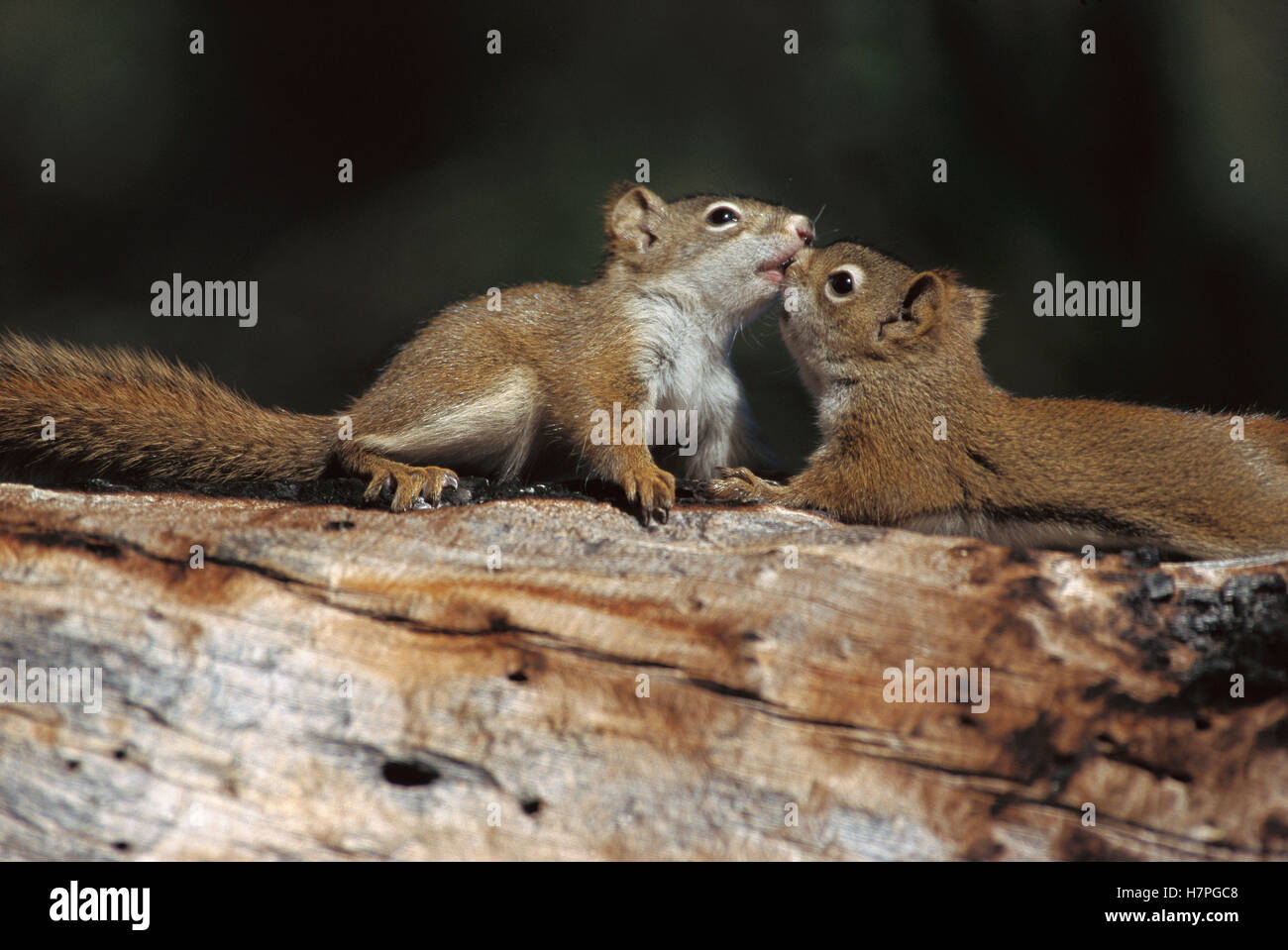 Red Squirrel (Tamiasciurus hudsonicus) and young at nest, Alaska Stock ...