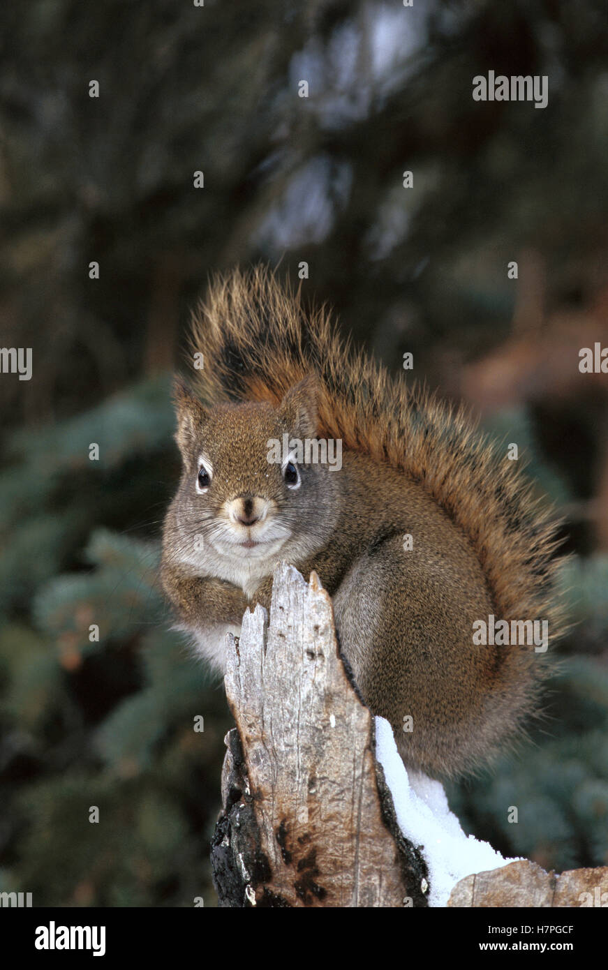 Red Squirrel (Tamiasciurus hudsonicus) boreal forest, Alaska Stock ...
