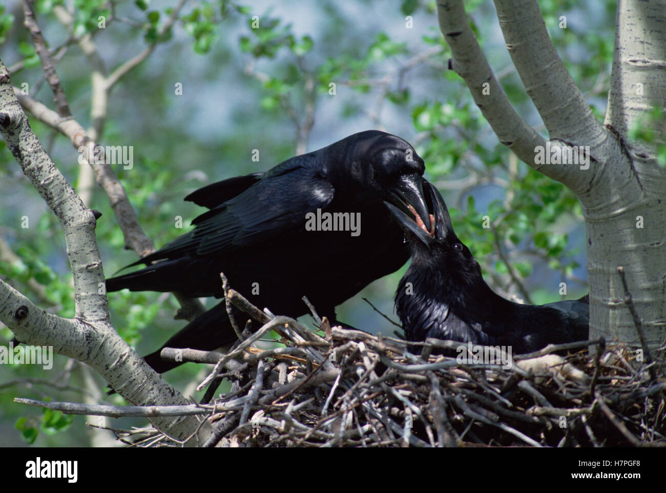 Common Raven (Corvus corax) feeding its mate as it incubates eggs in ...