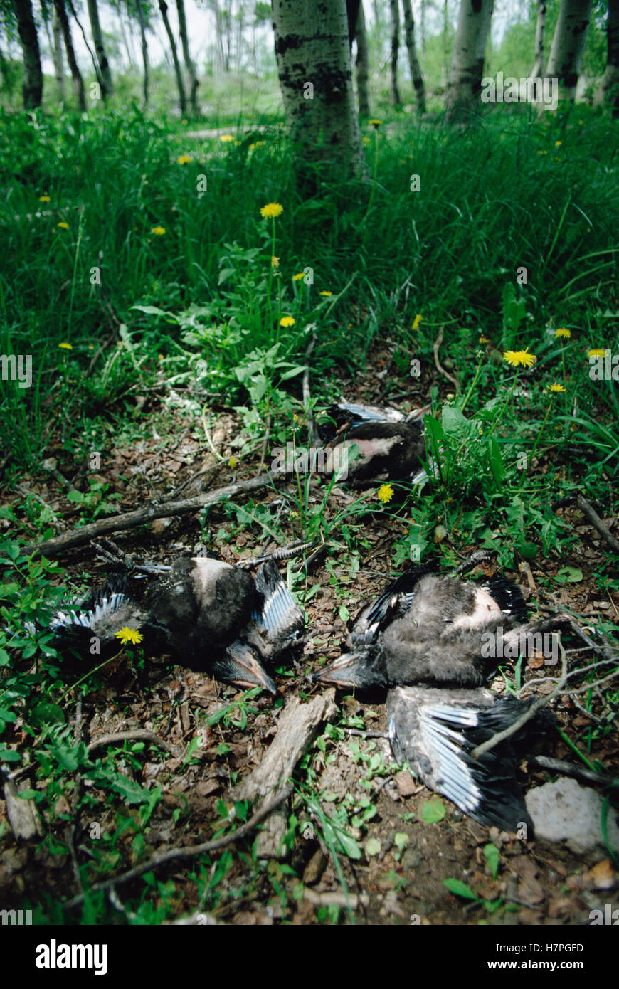 Common Raven (Corvus corax) group dead lying on the ground beneath ...
