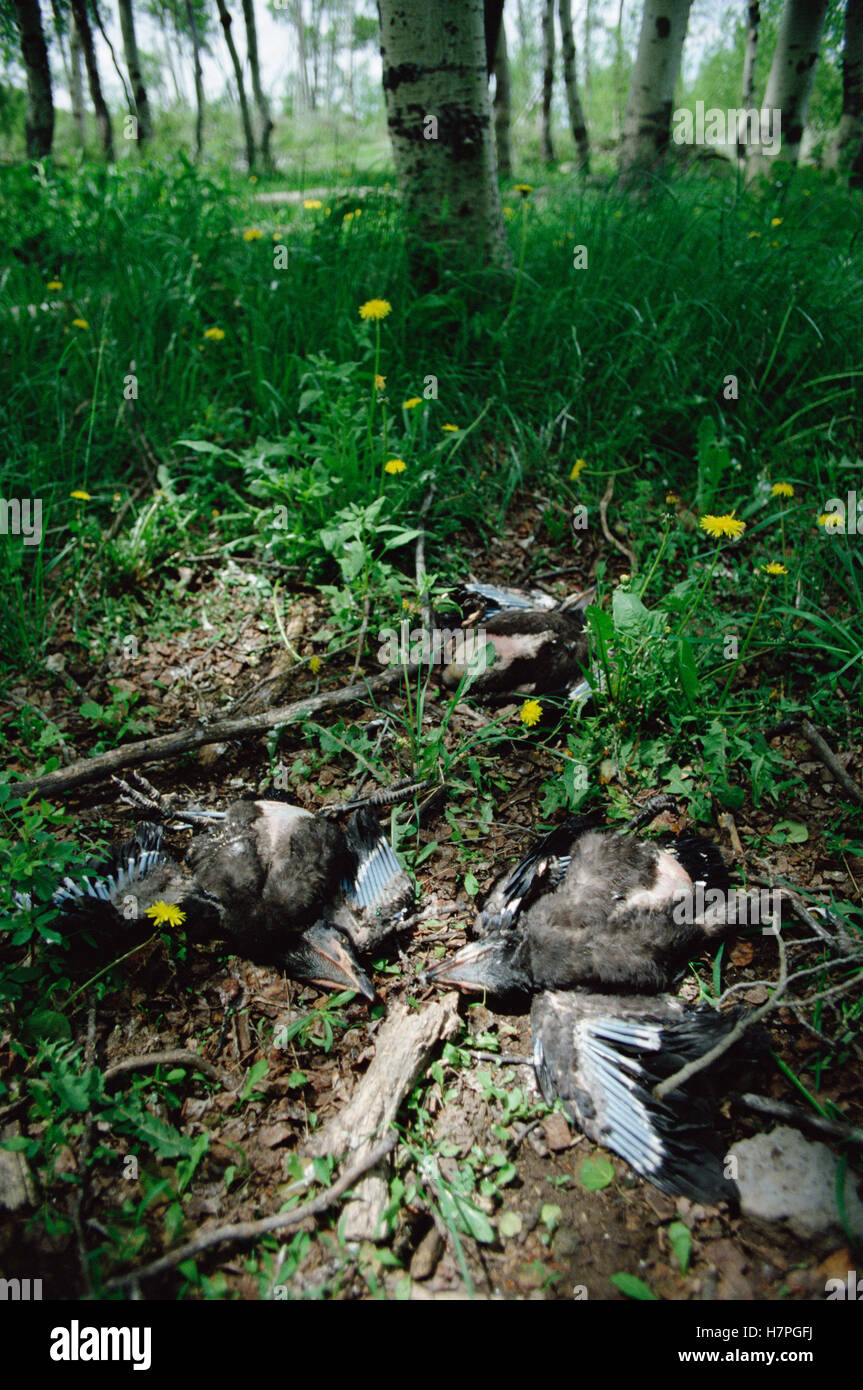 Common Raven (Corvus corax) group dead lying on the ground beneath ...