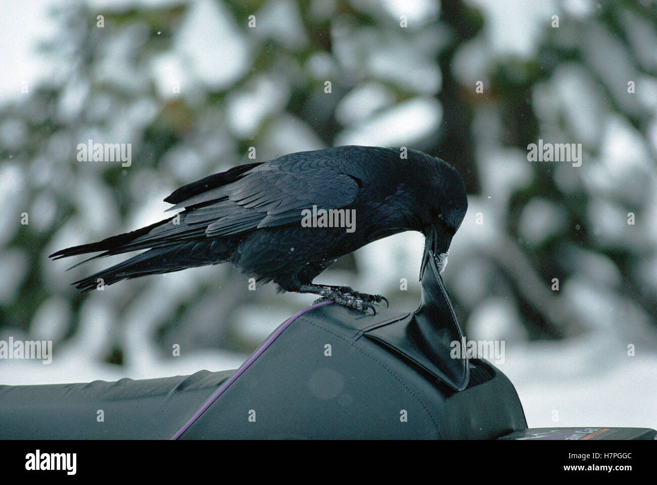 Common Raven (Corvus corax) using its beak to open a snowmobile's ...