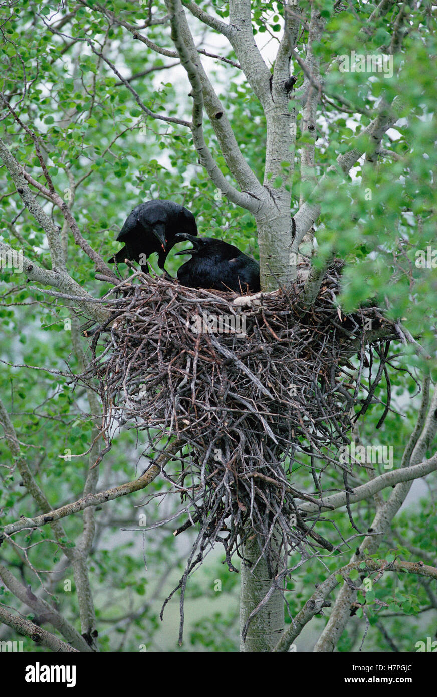 Common Raven (Corvus corax) feeding its mate as it incubates eggs in ...