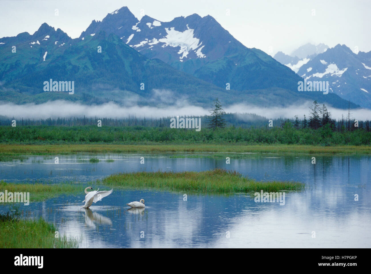 Trumpeter Swan (Cygnus buccinator) pair on lake, Copper River Delta ...