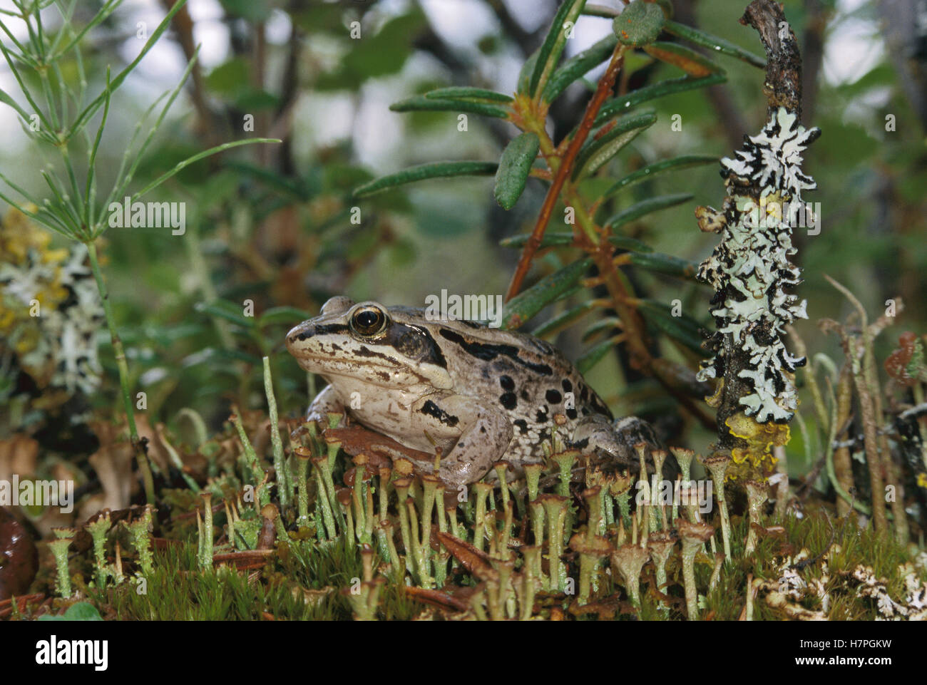 Wood Frog (Rana sylvatica) on forest floor, Alaska Stock Photo - Alamy
