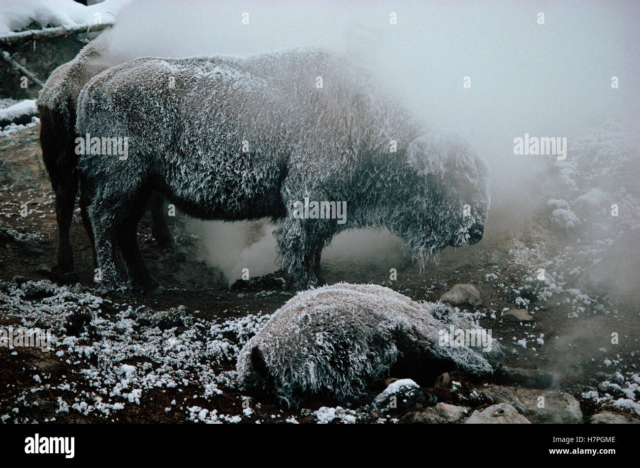 American Bison (Bison bison) pair standing beside a steaming hot spring ...