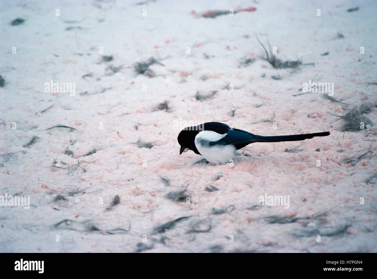 Black-billed Magpie (Pica pica) scavenging for food at the site of a ...
