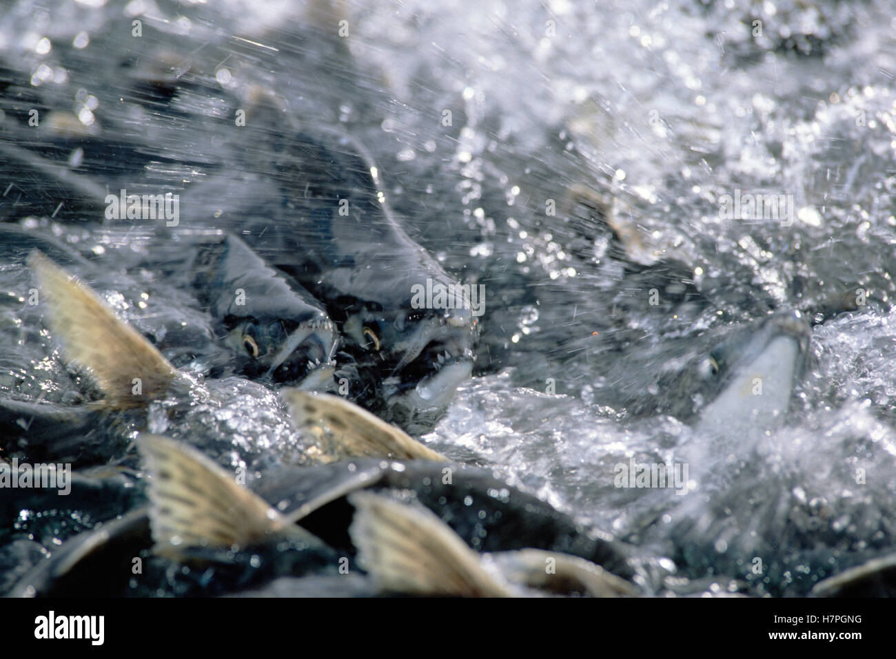 Pink Salmon (Oncorhynchus gorbuscha) spawning en masse, Alaska Stock ...