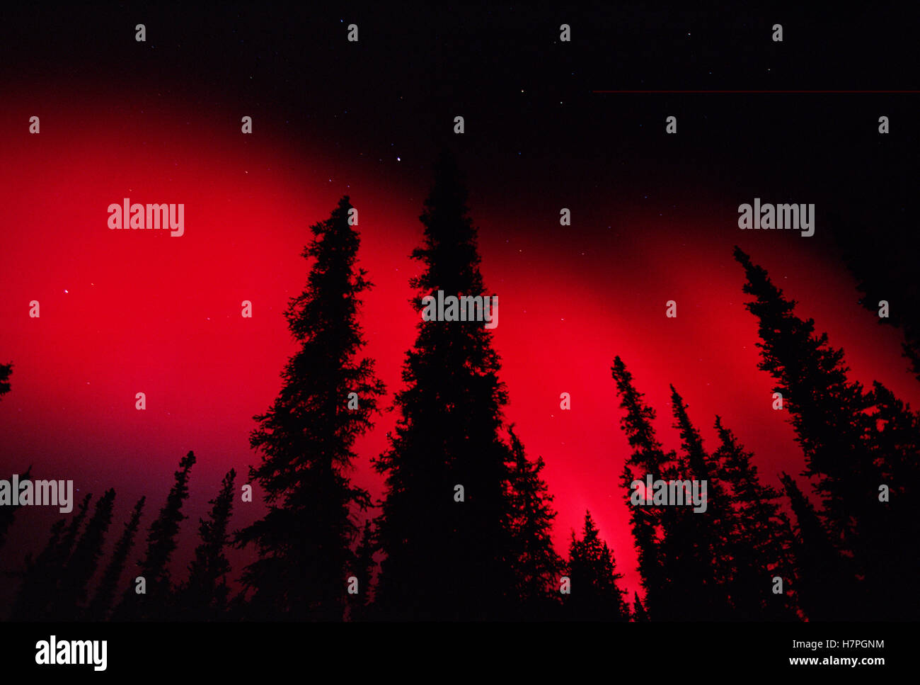 Red aurora borealis over boreal forest, Alaska Stock Photo - Alamy