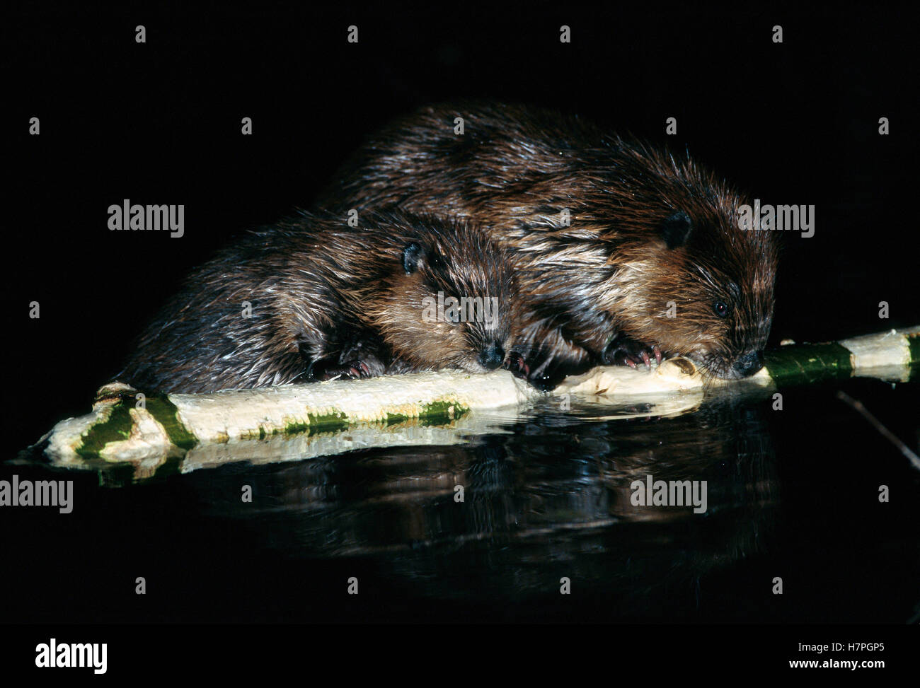 American Beaver (Castor canadensis) parent and kit gnawing on log in ...