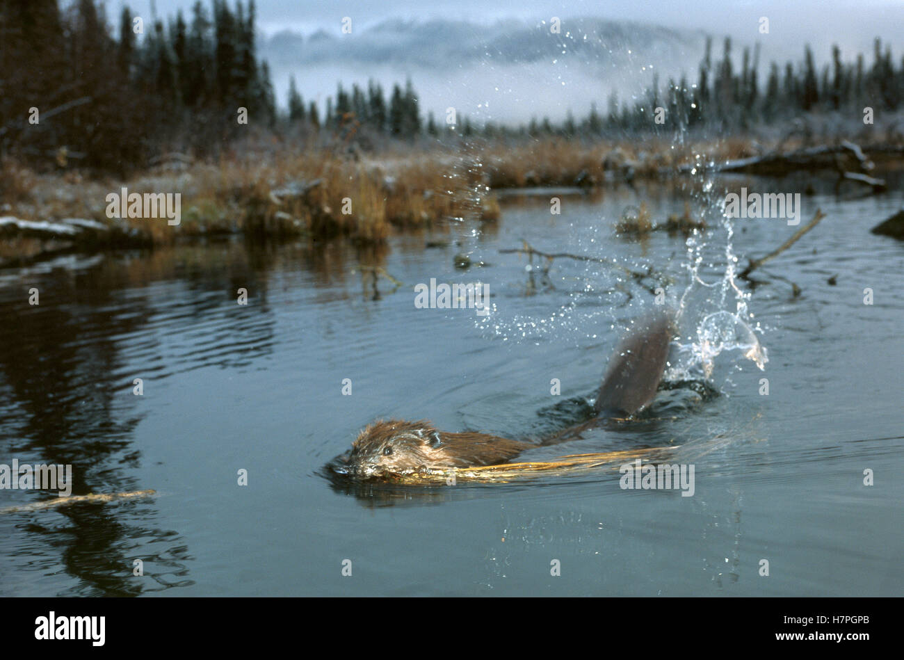 American Beaver (Castor canadensis) slapping water with tail in boreal ...