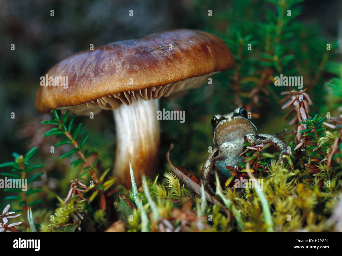 Wood Frog (Rana sylvatica) on ground next to mushroom, boreal pond ...