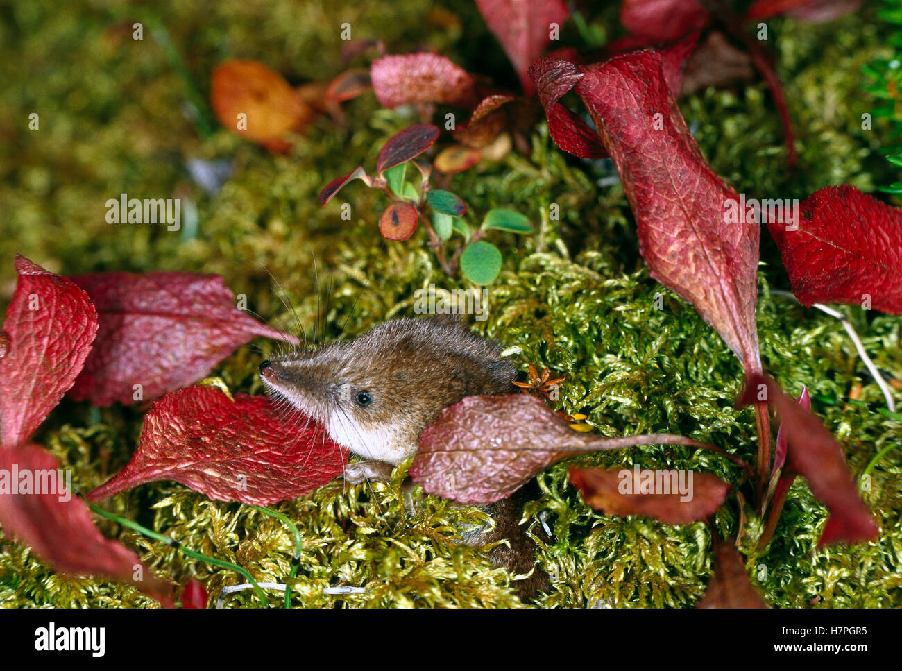 Shrew (Sorex sp) on mossy leaf littered ground, boreal pond habitat ...