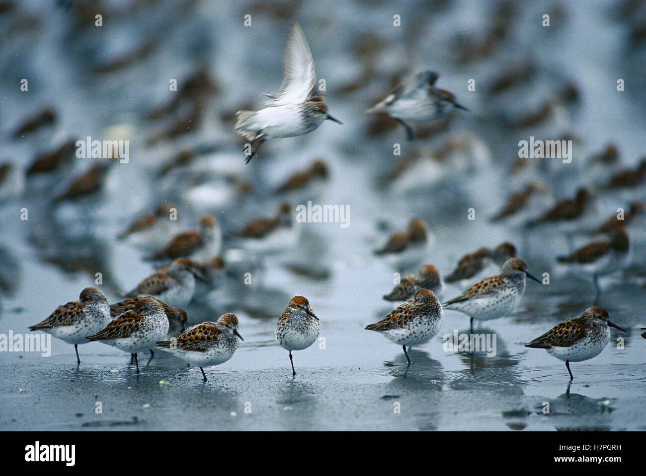 Western Sandpiper (Calidris mauri) flock resting and feeding during ...