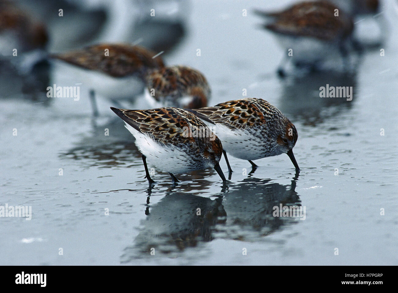 Western Sandpiper (Calidris mauri) flock foraging in mud flats for ...