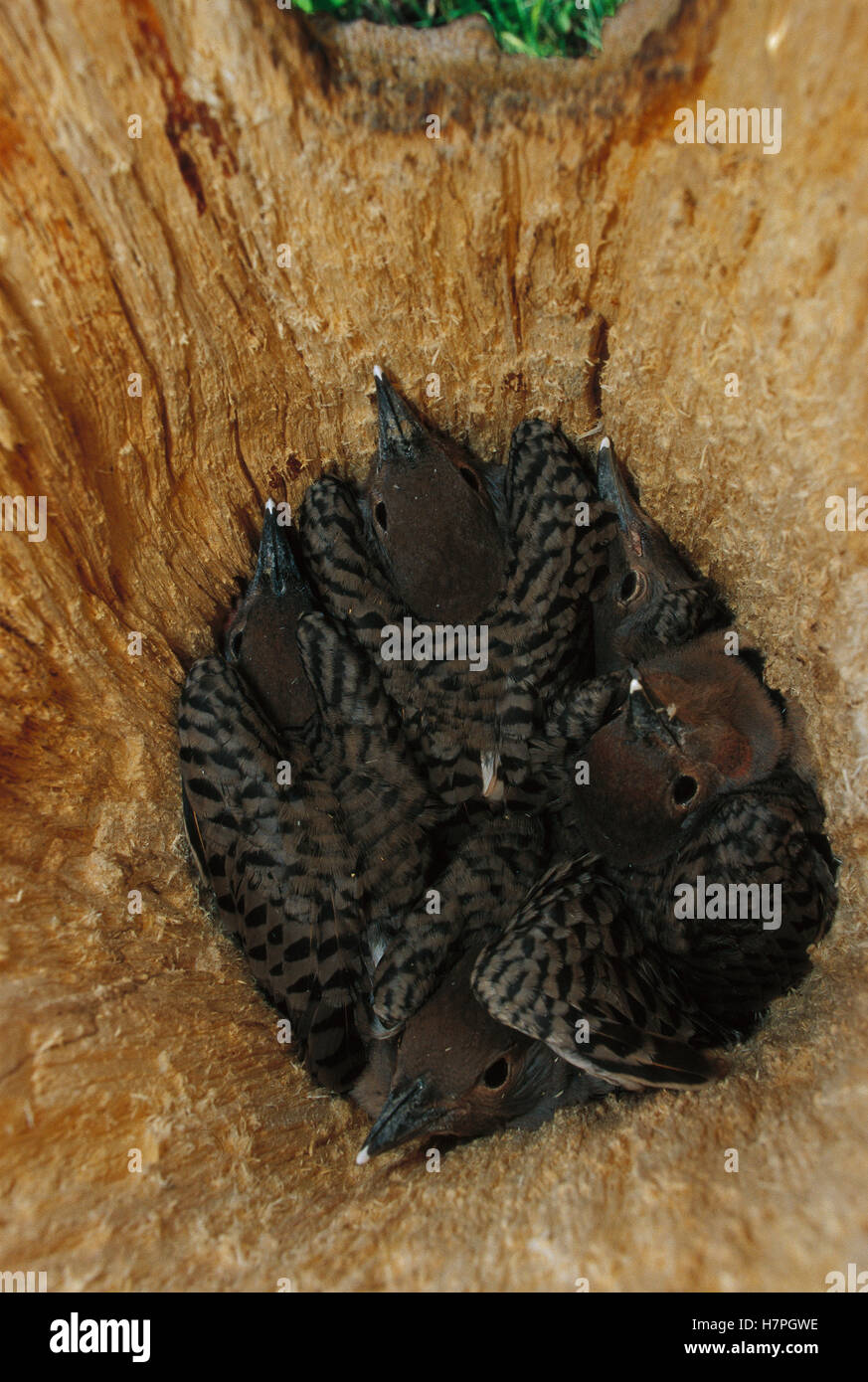 Northern Flicker (Colaptes auratus) woodpecker chicks inside nest ...
