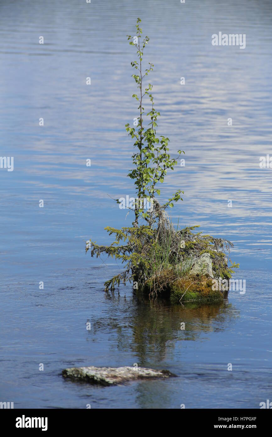 Birch species hi-res stock photography and images - Alamy