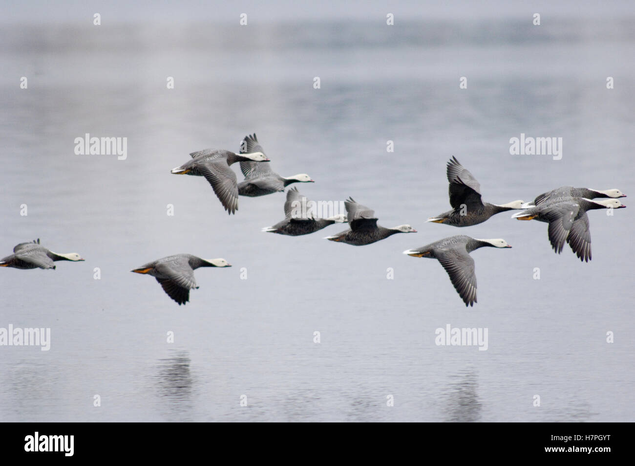 Emperor Goose (Anser canagicus) flock flying over water, Alaska Stock ...
