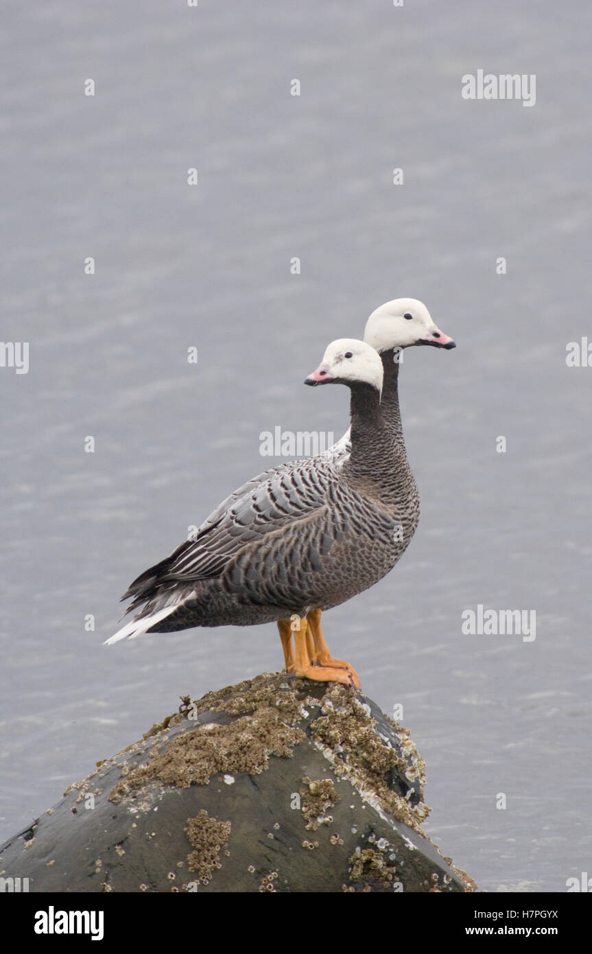 Emperor Goose (Anser canagicus) pair on rock, Alaska Stock Photo - Alamy