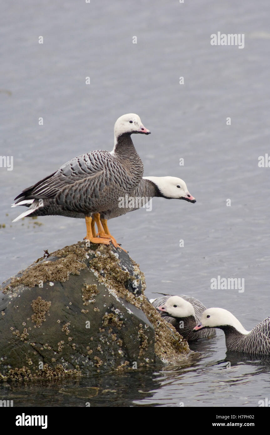 Emperor Goose (Anser canagicus) group feeding on barnacles, Alaska ...