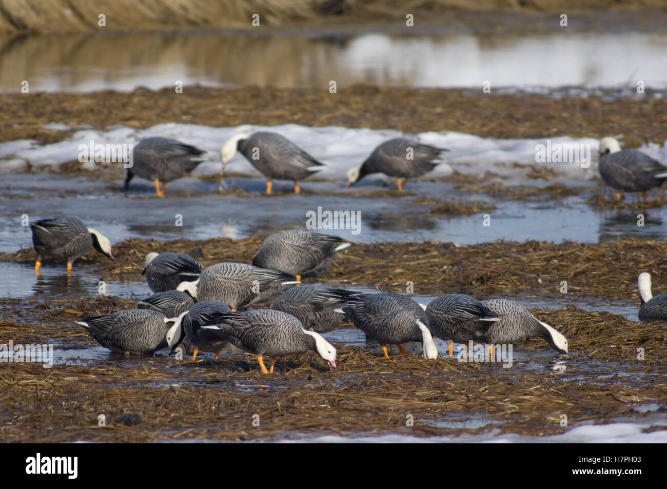 Emperor Goose (Anser canagicus) group feeding on shoreline grasses ...