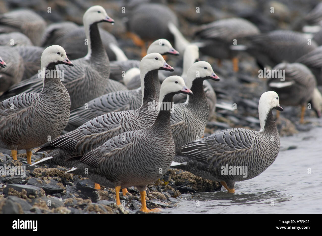 Emperor Goose (Anser canagicus) group at water's edge, Alaska Stock ...