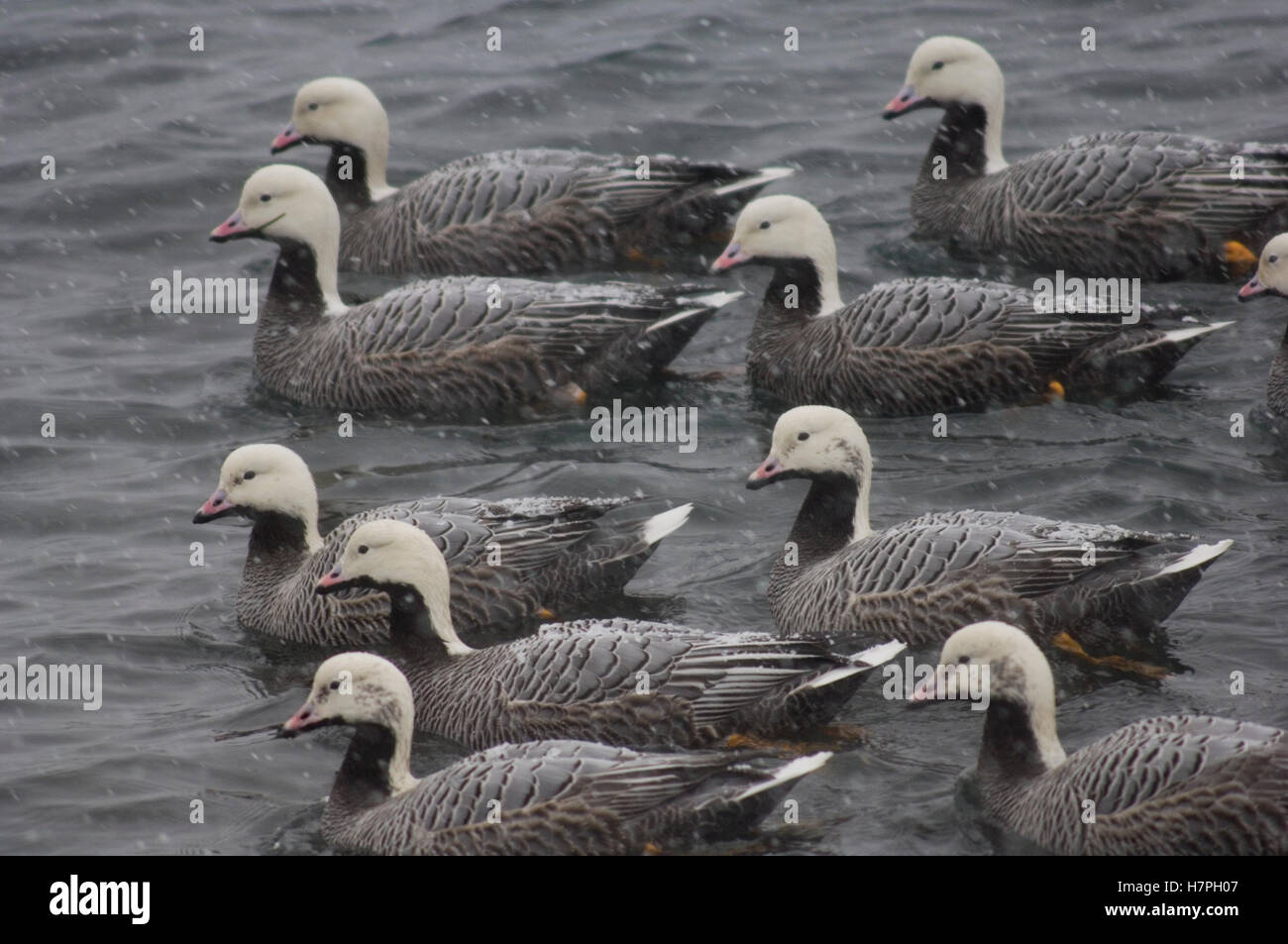 Emperor Goose (Anser canagicus) group in water, Alaska Stock Photo - Alamy
