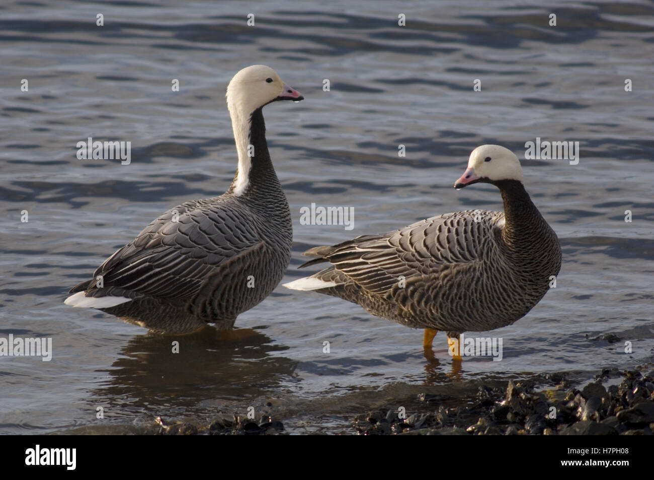 Emperor Goose (Anser canagicus) pair at water's edge, Alaska Stock ...