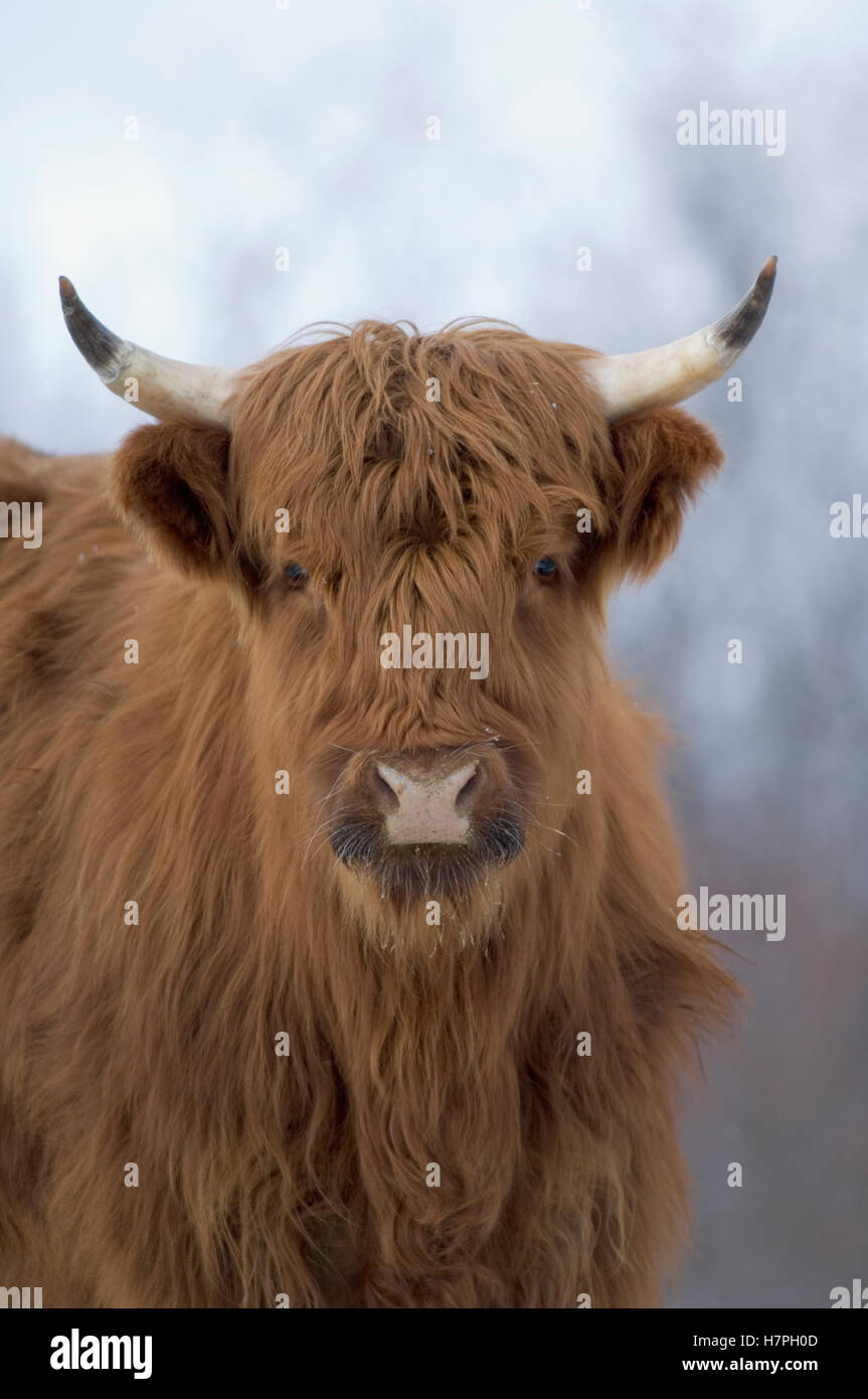 Domestic Cattle (Bos taurus), a highland breed, Kodiak Island, Alaska ...