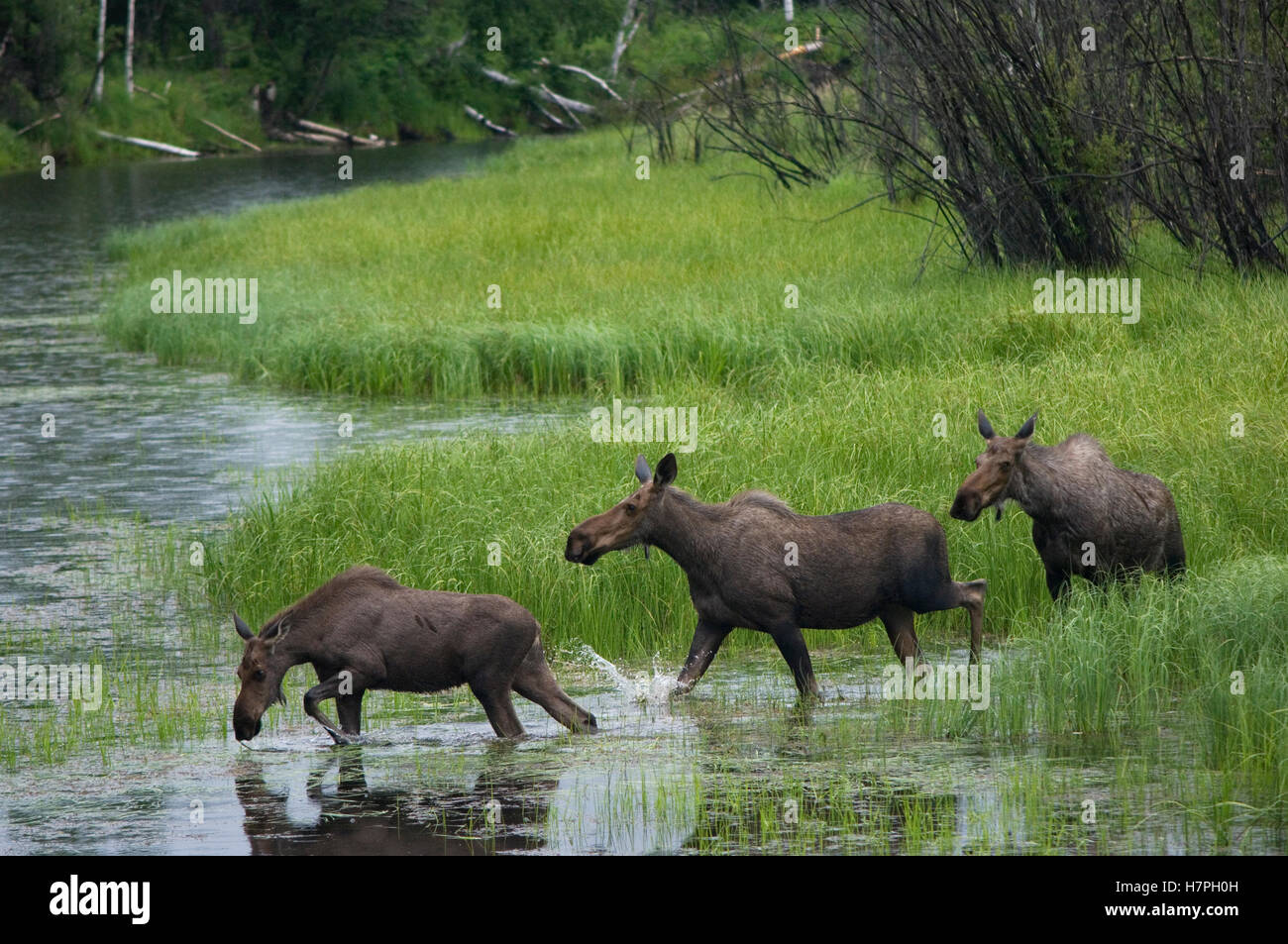 Alaska Moose (Alces alces gigas) trio crossing river, Alaska Stock ...
