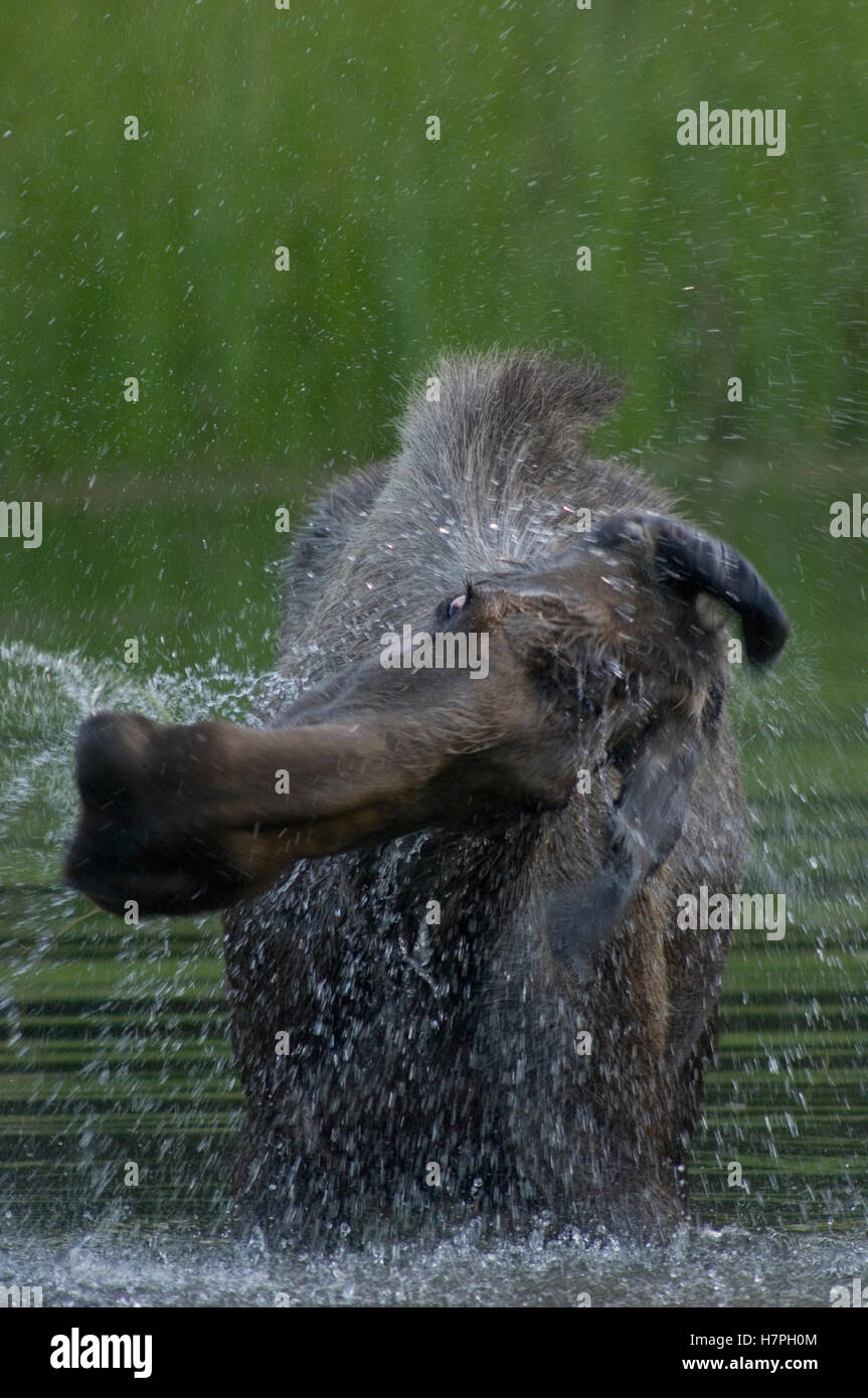 Alaska Moose (Alces alces gigas) female shaking water off after feeding ...