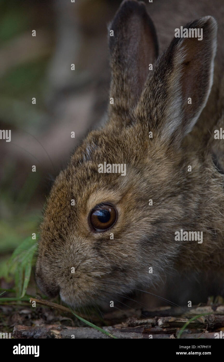 Snowshoe Hare (Lepus americanus), Alaska Stock Photo - Alamy